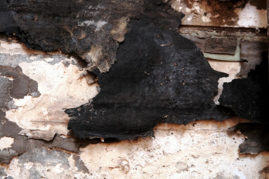 A Guide on Dry Rot Repair - Homes for Heroes®