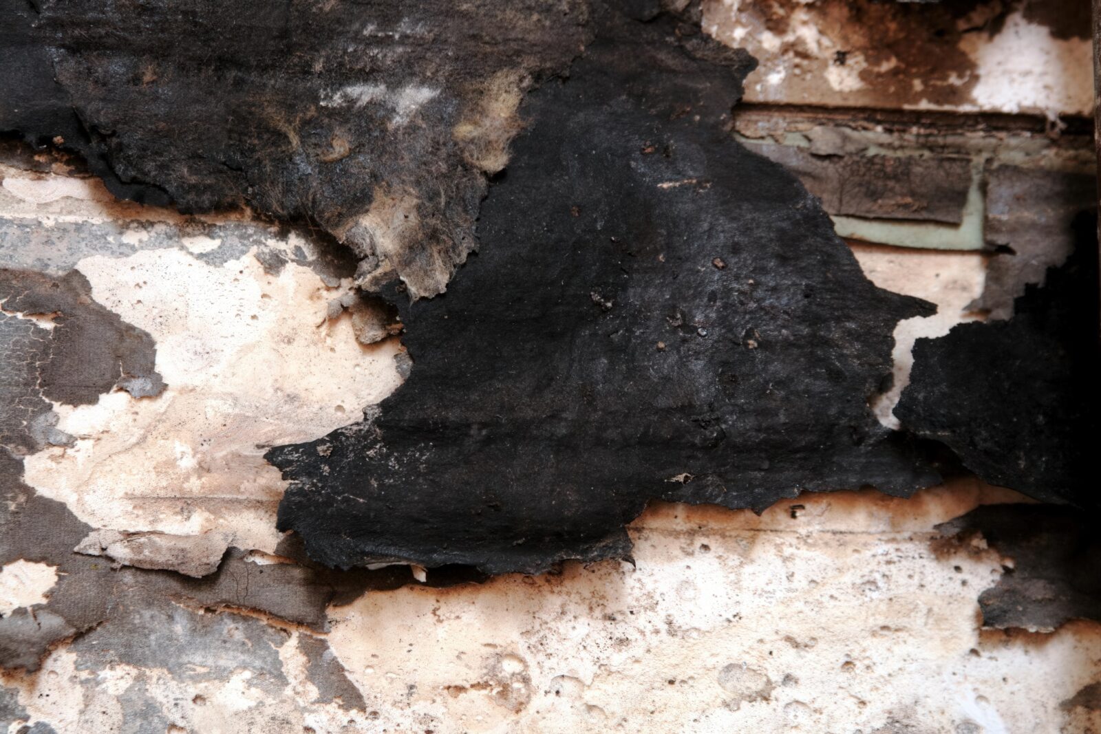 A Guide on Dry Rot Repair - Homes for Heroes®